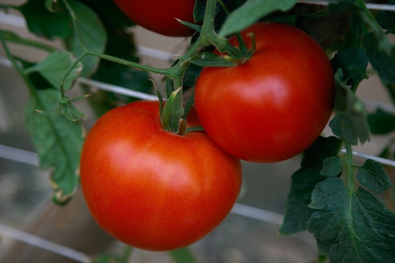 LWK 50 Seeds Rubee Prize Tomato Tomatoe Vegetable Easy Grow - Seeds & Bulbs