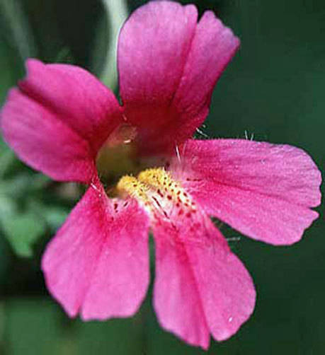 FMG Mimulus Lewisii Pink Lewis Monkey Flower 10 Seeds Fast Growing ...