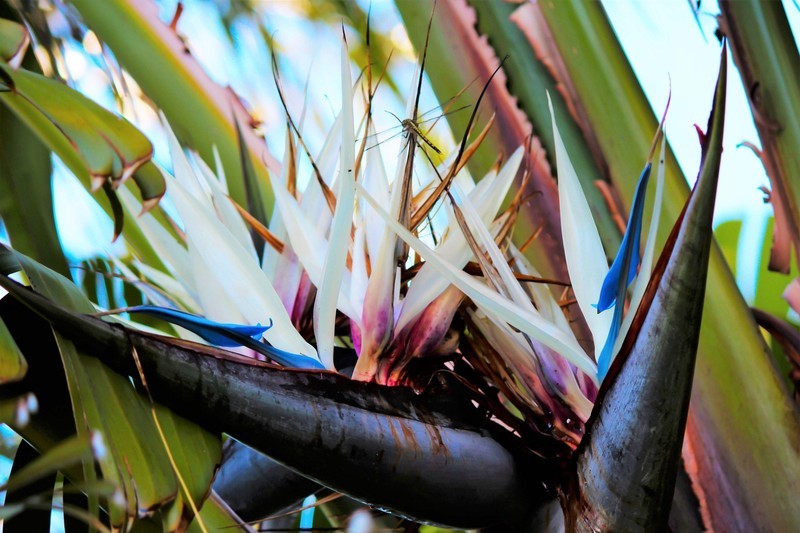 SDC 5 Giant Bird Of Paradise Strelitzia Nicolai Wild Banana White Crane ...