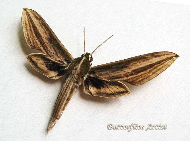 Taro Hornworm Theretra Oldenlandiae Real Moth Entomology Collectible ...