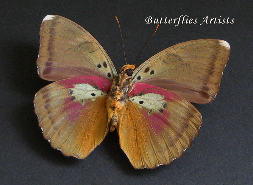 Pink African Forester Euphaedra Diffusa Butterfly Framed Entomology ...