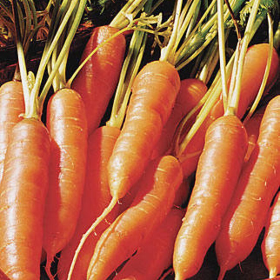 Garden Seeds 3000 Carrot Seeds Little Finger Carrots Vegetable Seeds ...