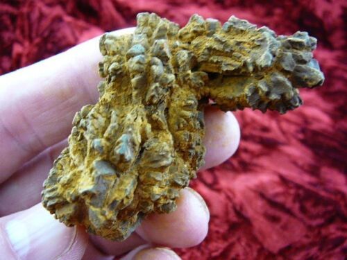(PP280-511) 2-1/2" Genuine Fossil TURTLE POOP Coprolite Madagascar doo ...