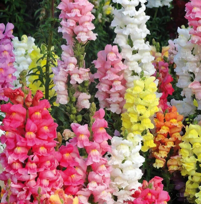SMX Snapdragon Rocket Mix 25 Seeds Indoor Gardening - Seeds & Bulbs