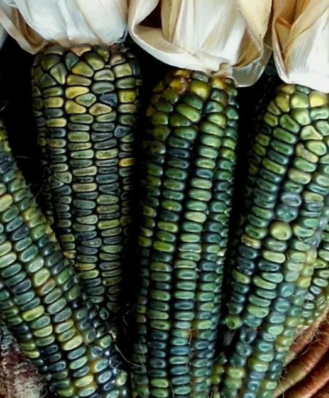 SRN 300 Historic Green Oaxacan Corn Seeds Three Sisters American Indian ...
