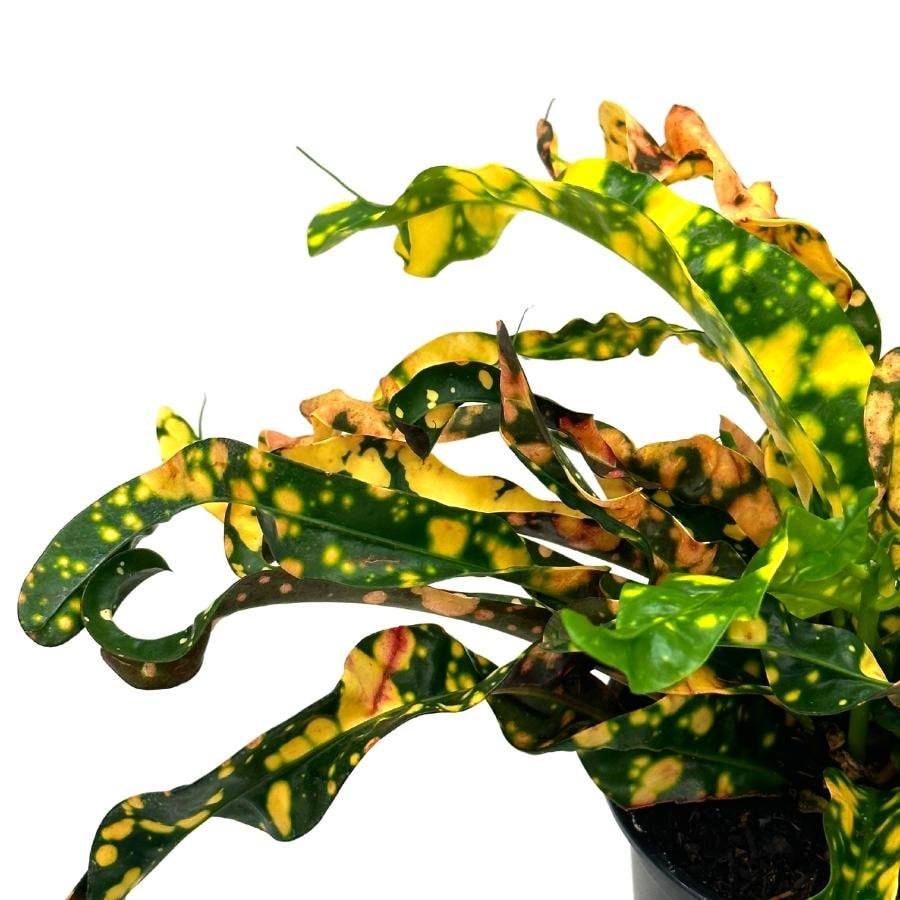 Twisted Variegated Croton Mammy, 4 inch, Very Rare Codiaeum variegatum ...