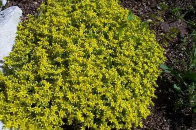 SKMO 200 Golden Carpet Sedum Acre Gold Moss Stonecrop Flower Seeds ...