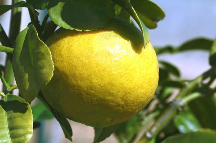 Citrus Macroptera Shatkora Or Melanesian Papeda Tree 5 seeds Fresh ...