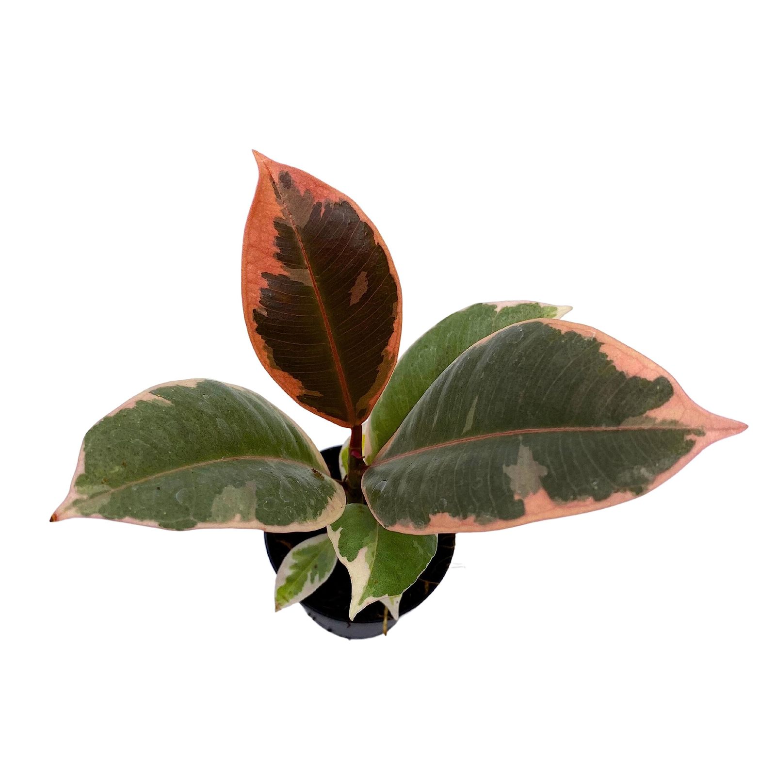 Ficus Ruby, Ruby Rubber Tree, Ficus Elastica Ruby in 2 inch Pot ...