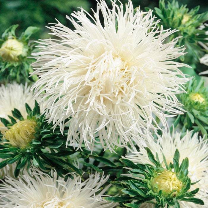 Aster Seeds Aster Callistephus White Needle Unicom Flower Seed 1000 ...