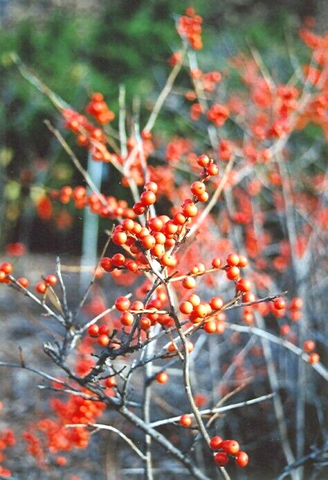 Best 20 CHRISTMAS CHEER HOLLY SEEDS Ilex Verticillata ' Christmas Cheer ...