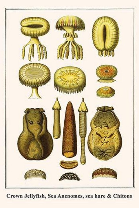 Crown Jellyfish, Sea Anenomes, sea hare & Chitons by Albertus Seba ...