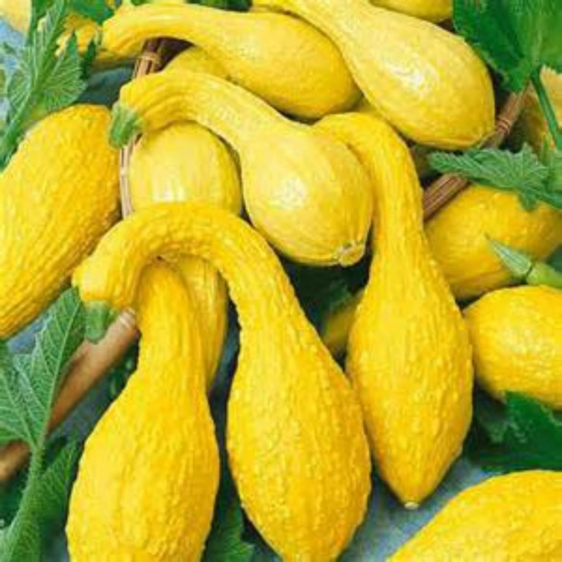 MX Squash Golden Summer Crookneck Only 58 Days Till Harvest Bulk Seed ...