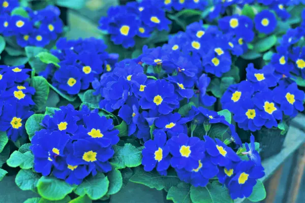 15 Accord Blue English Primrose Primula Vulgaris Shade Houseplant ...