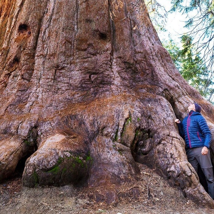 New 40 Giant Sequoia California Redwood Sequoiadendron Sempervirens ...