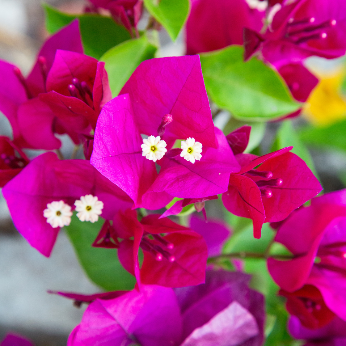 Colorful Ixora Chinensis Plant Flower Perennial Bougainvillea 100 PCS ...