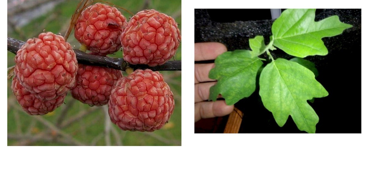 Cudrania Tricuspidata 5-10" CHE Seedless plant, grafted on Maclura ...