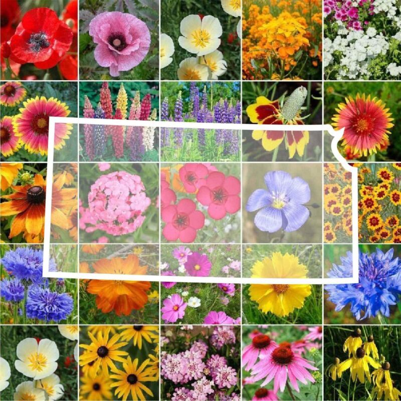 LWSTORE Wildflower Kansas State Flower Mix Perennials & Annuals Non Gmo ...