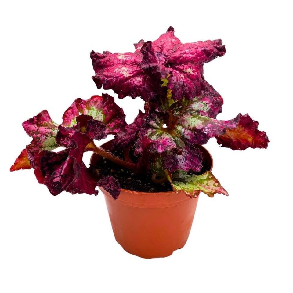Harmony's Berrylicious Begonia Rex, 4 inch Newest Hybrid Extremely Pink ...