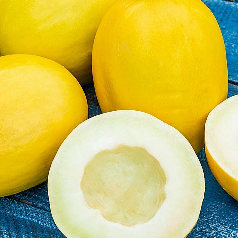 FMG 50 Golden Honeydew Melon Seeds Organic Fast Grow - Seeds & Bulbs