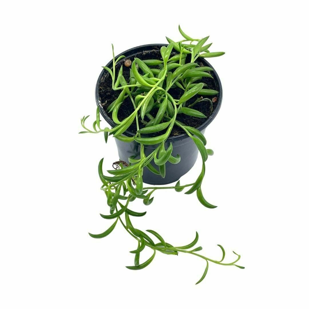 String of Bananas, Curio radicans, Very Filled in a 4 inch Pot - Plants ...