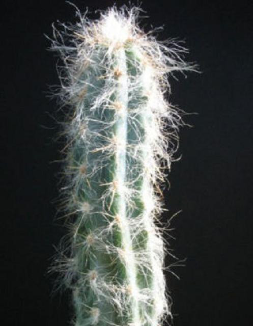 Pilosocereus Glaucescens Columnar Cacti Flowering Exotic Cactus 100 ...