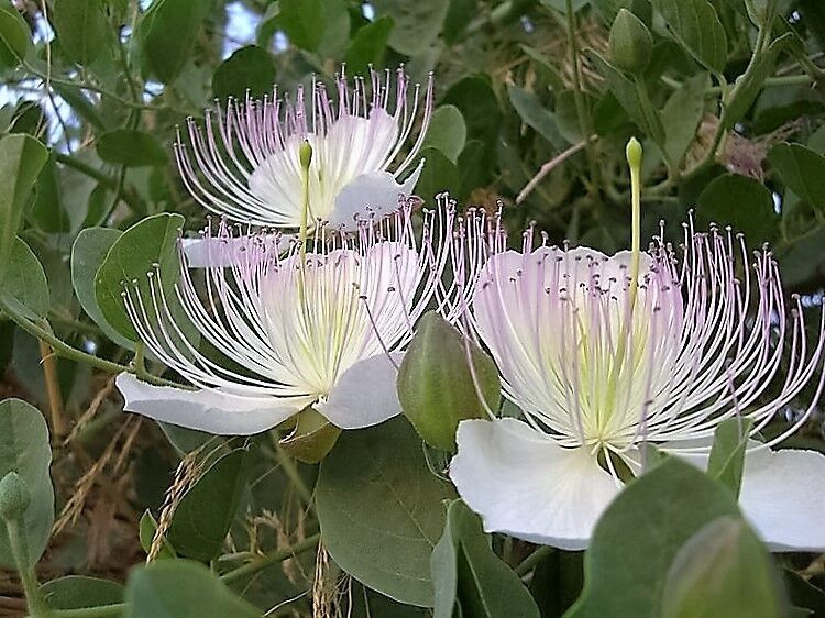 20 Caper Bush Edible Capers Flinders Rose Flower Capparis Spinosa Shrub ...