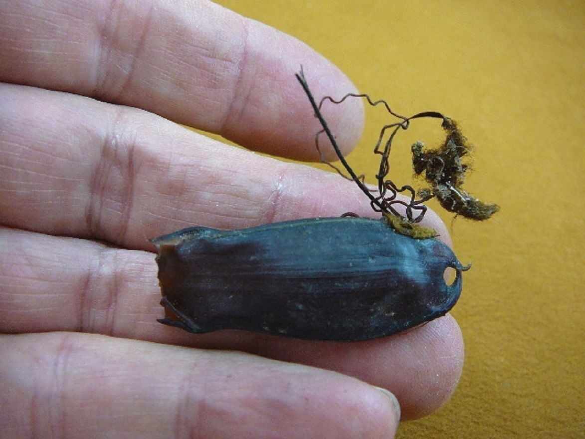(s800-141) Small Catshark egg case casing educational Scyliorhinidae ...