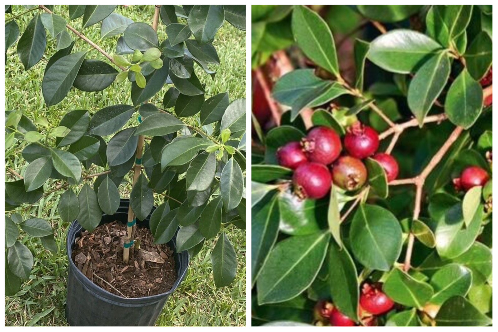 Strawberry Guava or Cherry Guava Psidium ( 3ft Grafted Tree) - Plants ...