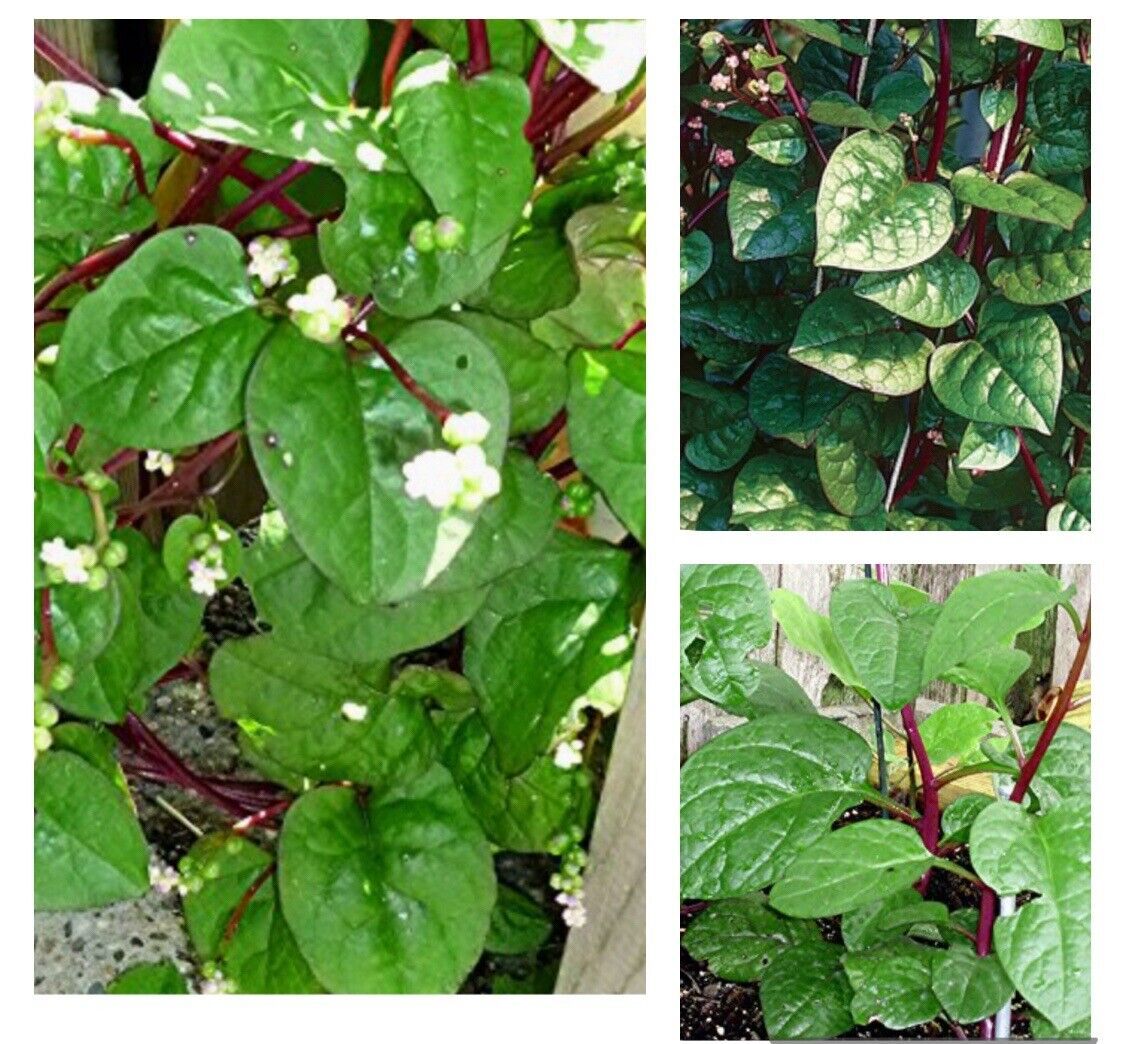 50 Seeds Redstem Malabar Spinach Seeds Basella Alba Rubra Ceylon Fresh ...