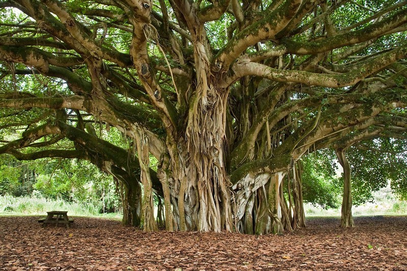 PSA Banyan Tree Seeds For Planting 40 Seeds Of Ficus Benghalensis ...