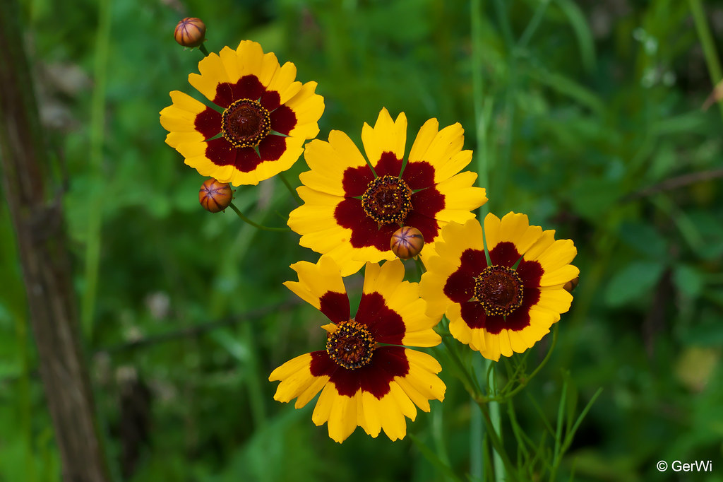 100 Seeds, RarevCalliopsis Cosmos bipinnatus Plantas Coreopsis Flower ...