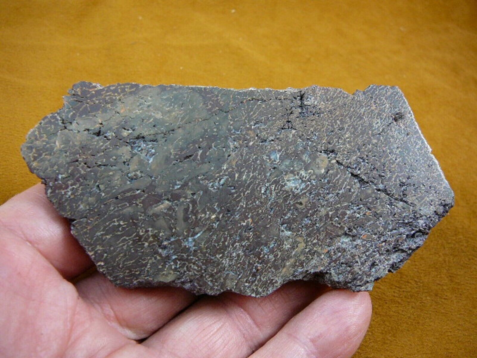 DF-362-11) 6 oz Fossil REAL DINOSAUR Bone Slice Jurassic Dino love ...