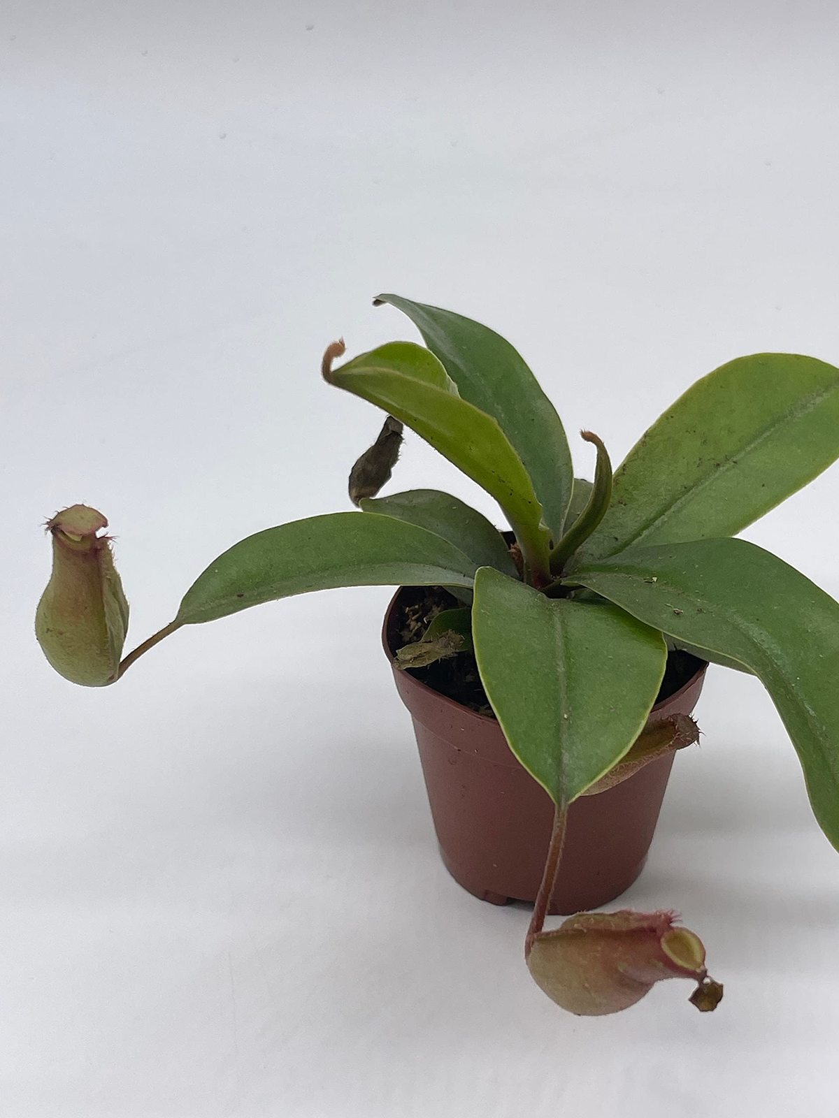 Winged Pitcher Plant, Carnivorous, in 2 inch Pot - Plants & Seedlings