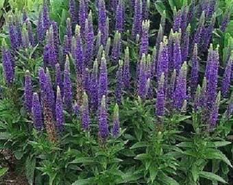 50 Mixed Colors Veronica Sightseeing Mixture Spike Speedwell Veronica ...