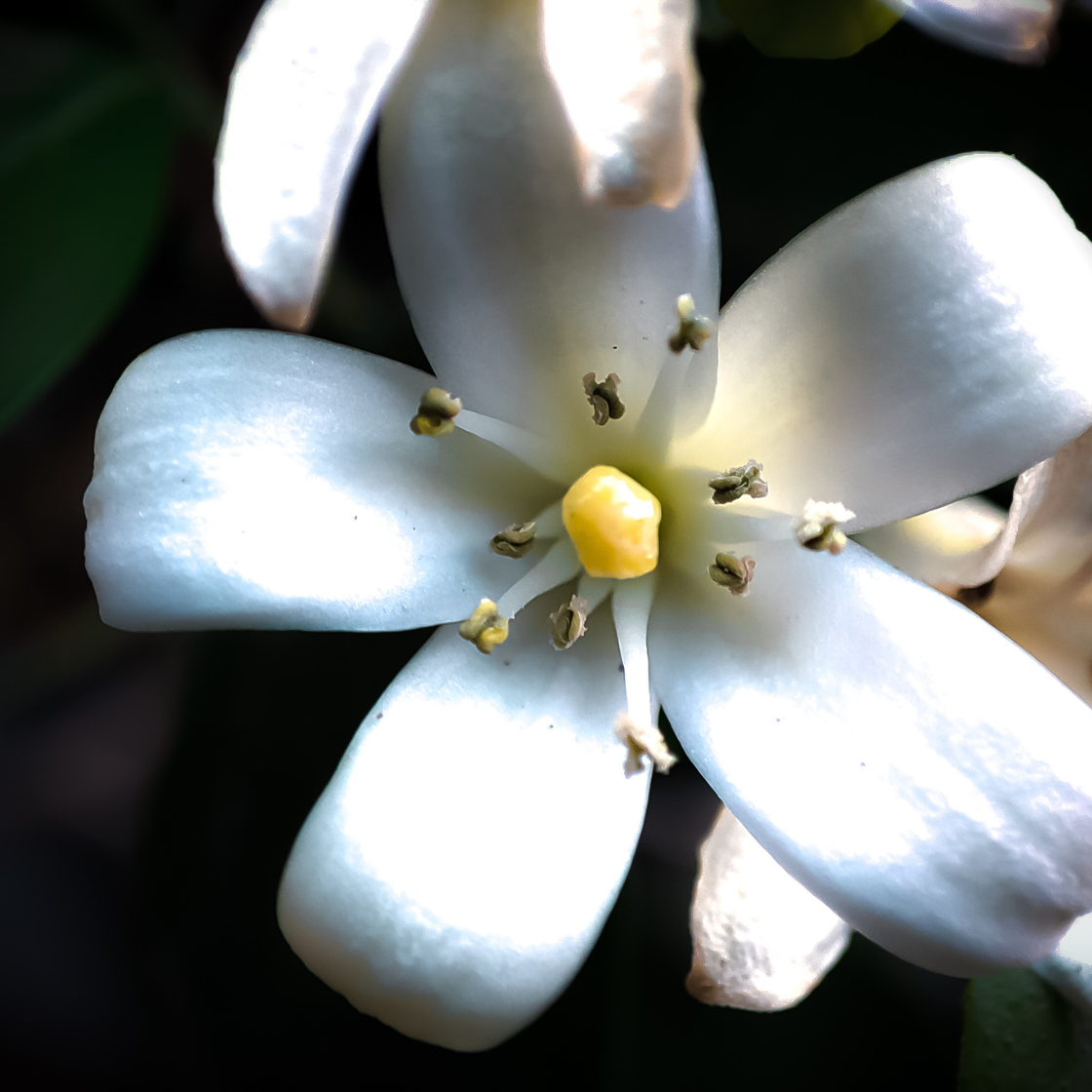Murraya Exotica Tree Semente 60 PCS Seeds - Seeds & Bulbs