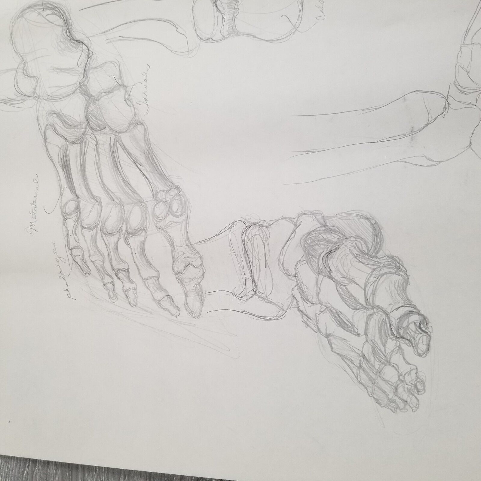 1960s Art Feet Drawing SketchSigned Skeleton Bones Foot Anatomy ...