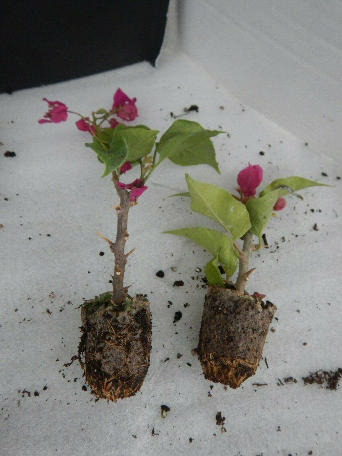 Well Rooted **VERA DEEP PURPLE** Bougainvillea starter/plug plant ...