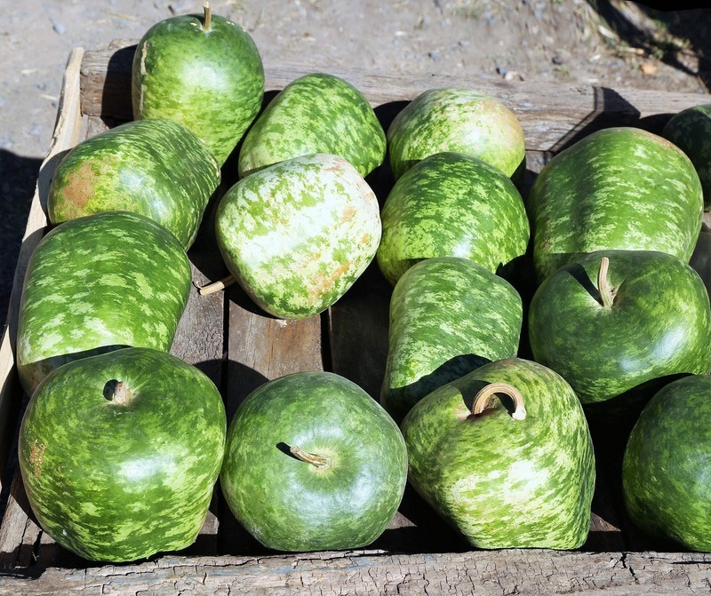 25 Small Apple Gourd Cucurbita Pepo Ornamental Squash Heirloom Seeds ...