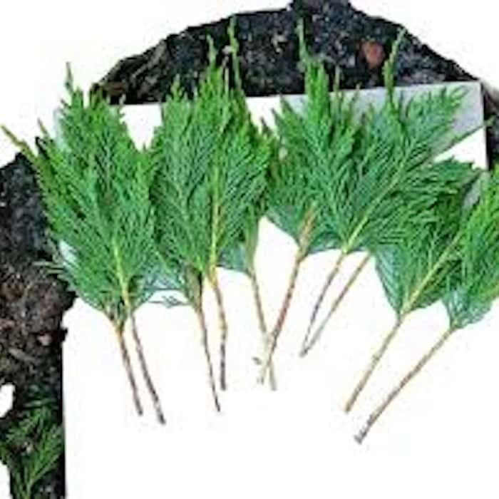 20 Leyland Cypress Tree Cuttings Fresh Privacy Screen Tree Landscaping ...