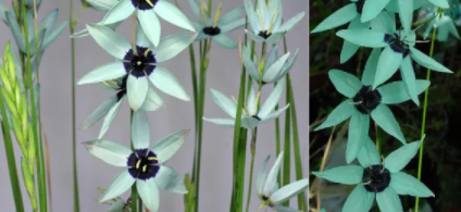 Ixia Viridiflora Imported Seed, blue perennial flowers with black ...