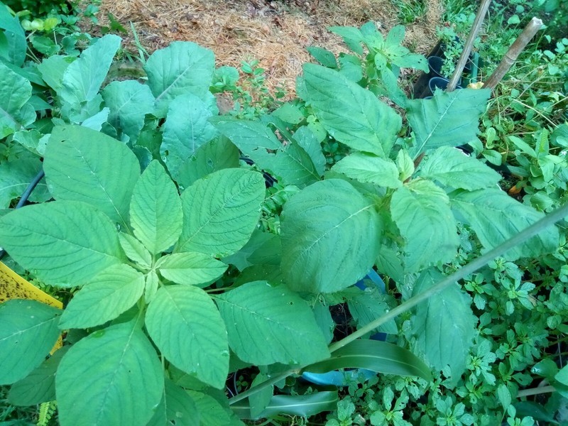 MX 500 Large Green Amaranth Seeds Chinese Spinach Yin Cho Edible Leafy ...