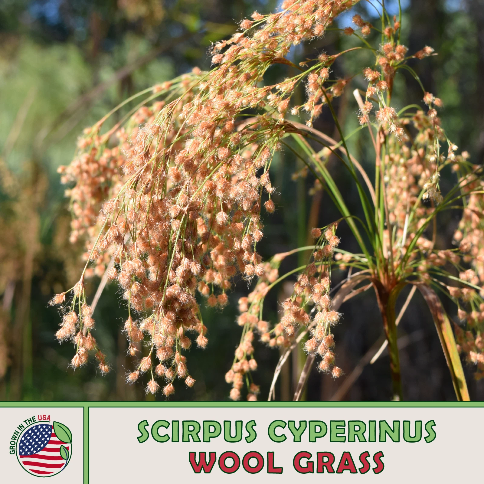 1600 Wool Grass Seeds, Scirpus cyperinus, Native Wetland Sedge, Bird ...