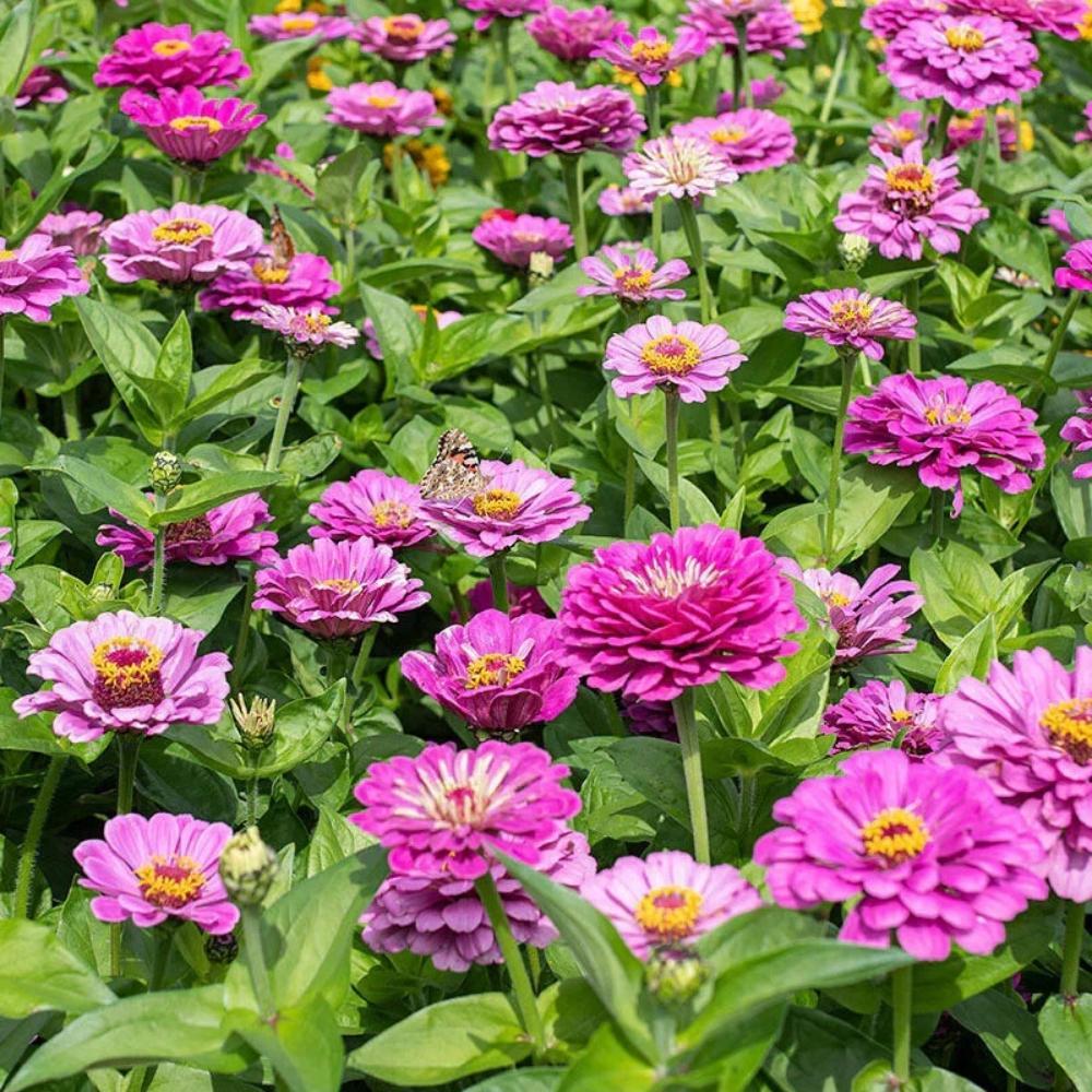 100+ Dream Zinnia Seeds – Vibrant Garden Flowers for Stunning Blooms ...