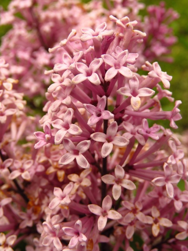 MX 30 Pink Lilac Hungarian Lilac Tree Shrub Syringa Josikaea Fragrant ...