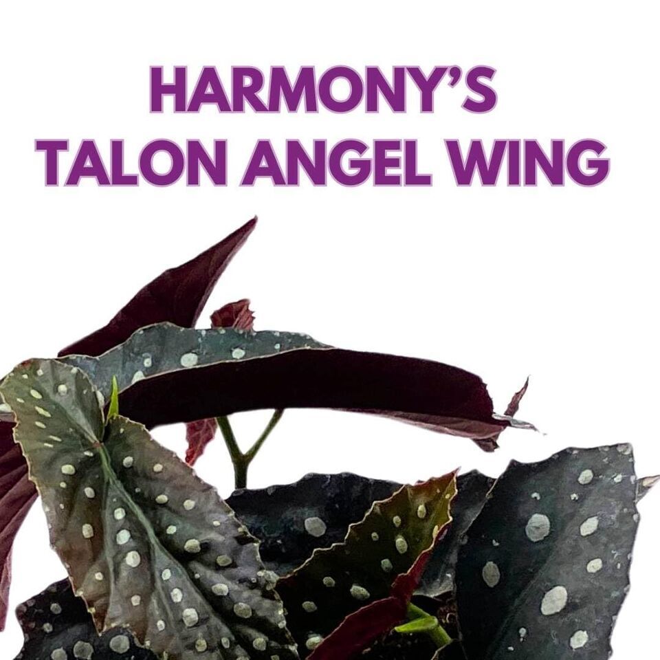 Harmony's Talon Angel Wing Cane Begonia 6 inch Narrow Leaves Silver ...