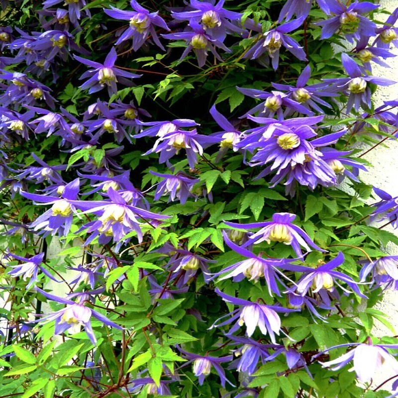 LD 20 Blue Downy Clematis Macropetala Hybrid Flower Seeds Climber Vine ...