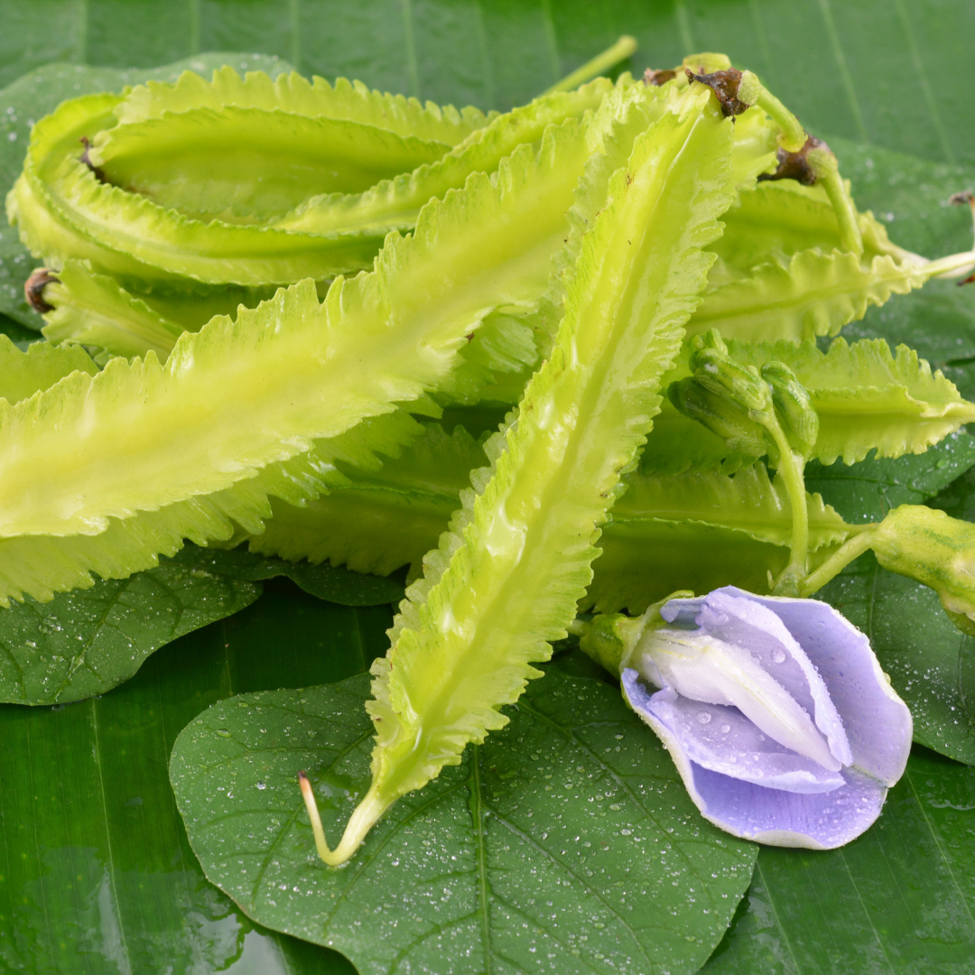 Winged Bean Original Pack Chinese Asparagus Pea Vegetables 3 PCS Seeds ...