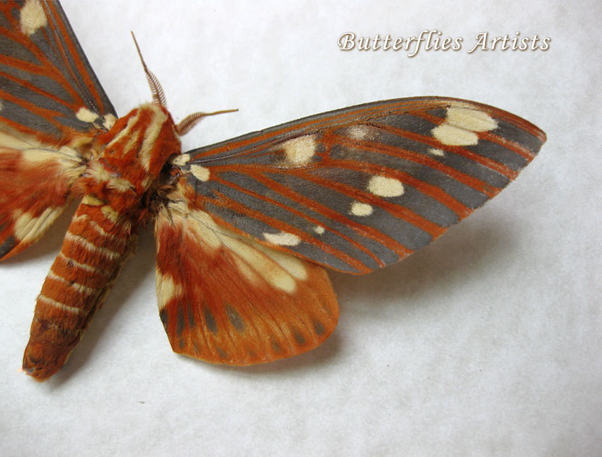 Royal Walnut Citheronia Regalis XL Real Moth Framed Entomology ...