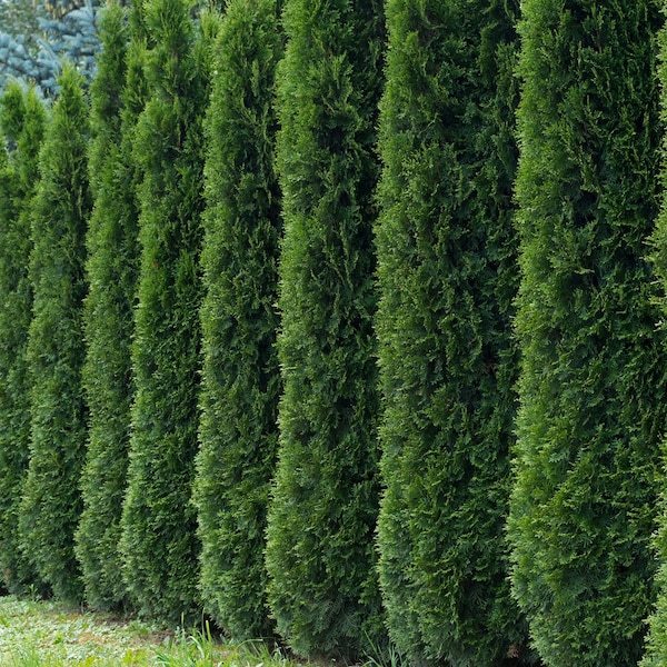 50 Thuja Tree Seeds Thuja Occidentalis White Cedar Arborvitae Hedge Row ...